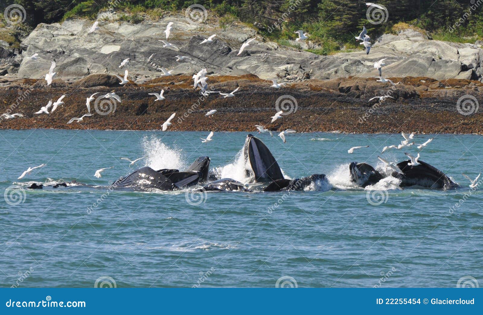 Whales lunch time stock photo. Image of open, bubble - 22255454