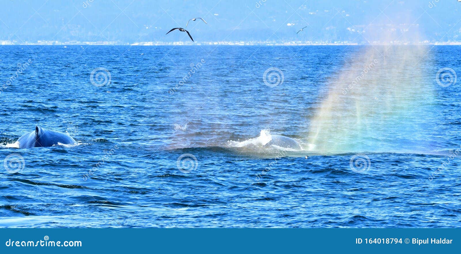 Whales and the Rainbow stock photo. Image of whalewatch - 164018794