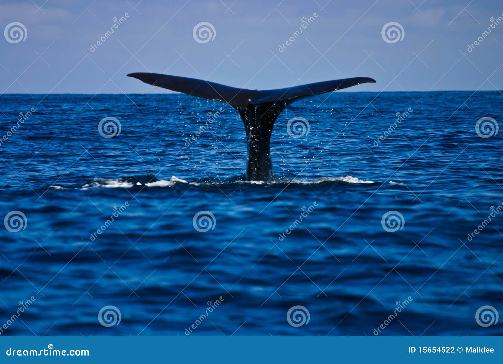 WhaleT stock photo. Image of beautiful, shore, ocean - 15654522