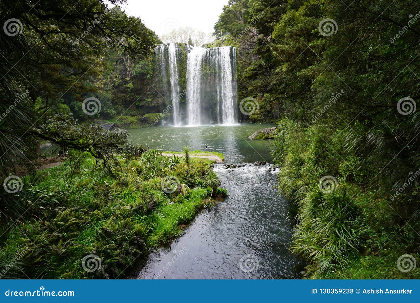 Whangarei falls stock photo. Image of scenic, whangarei - 130359238