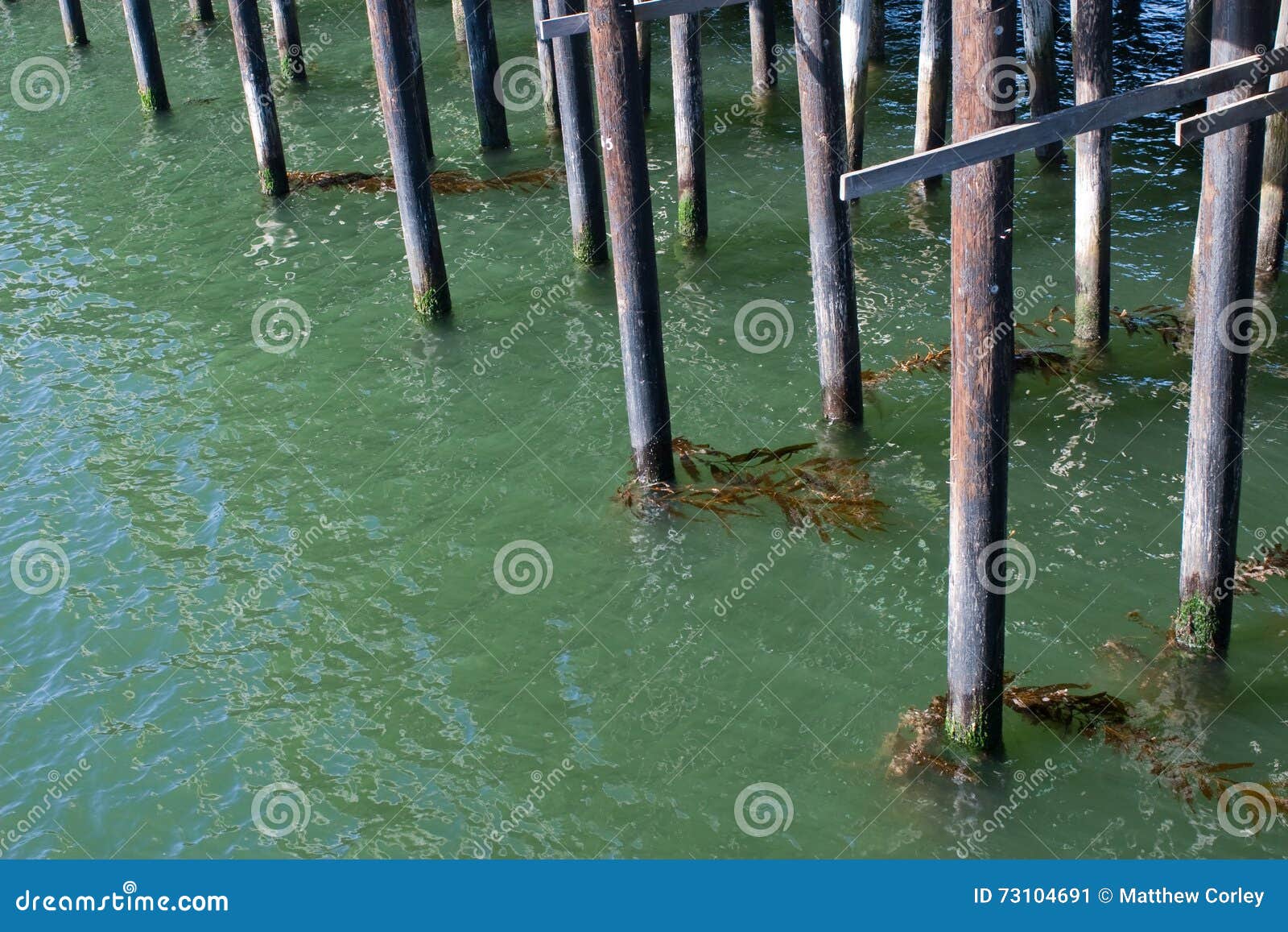 Wharf Pilings stock image. Image of pile, ocean, green - 73104691