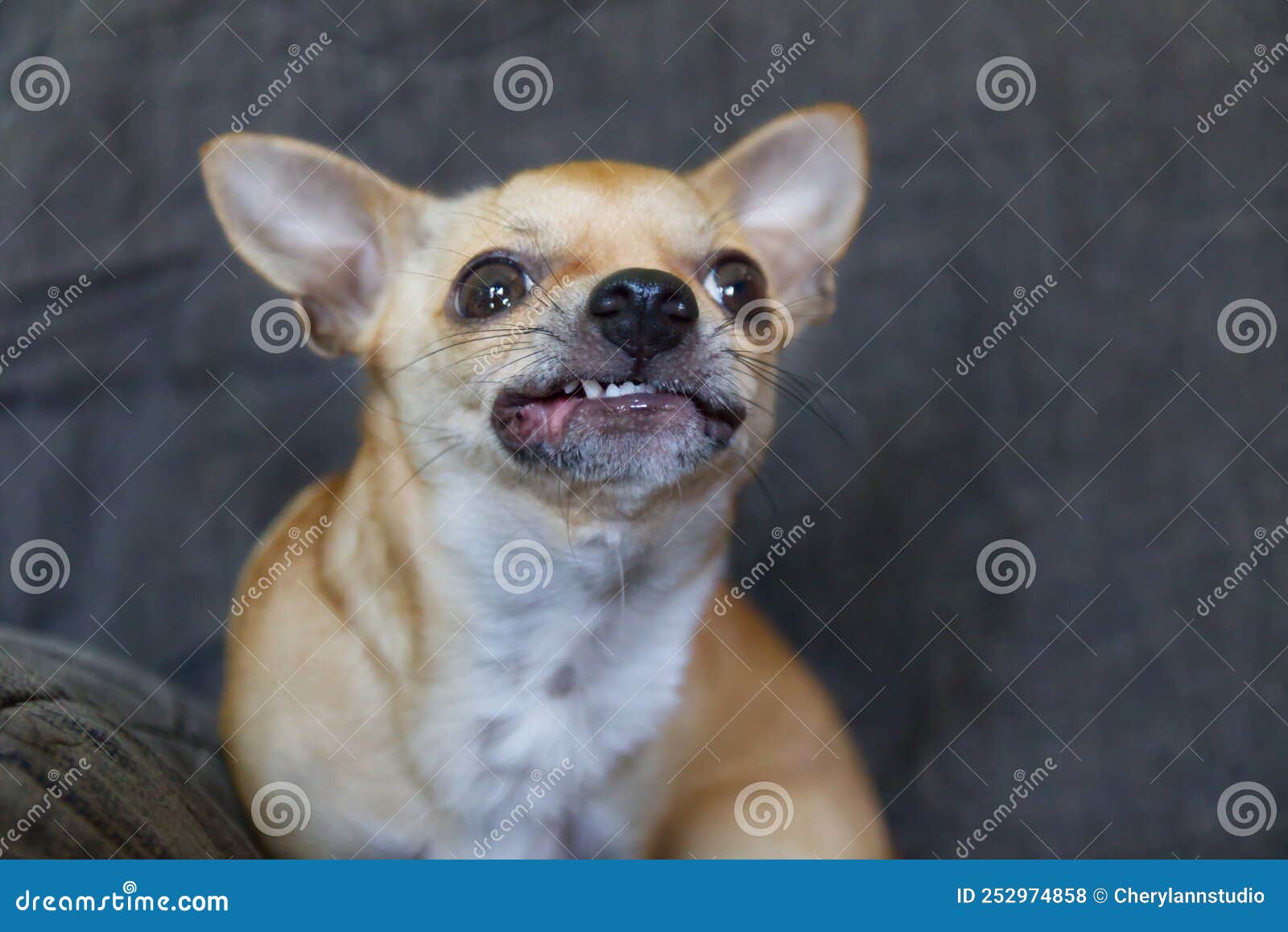 Cute Mexican Chihuahua Dog with Weird Facial Expression. Odd. Teeth ...