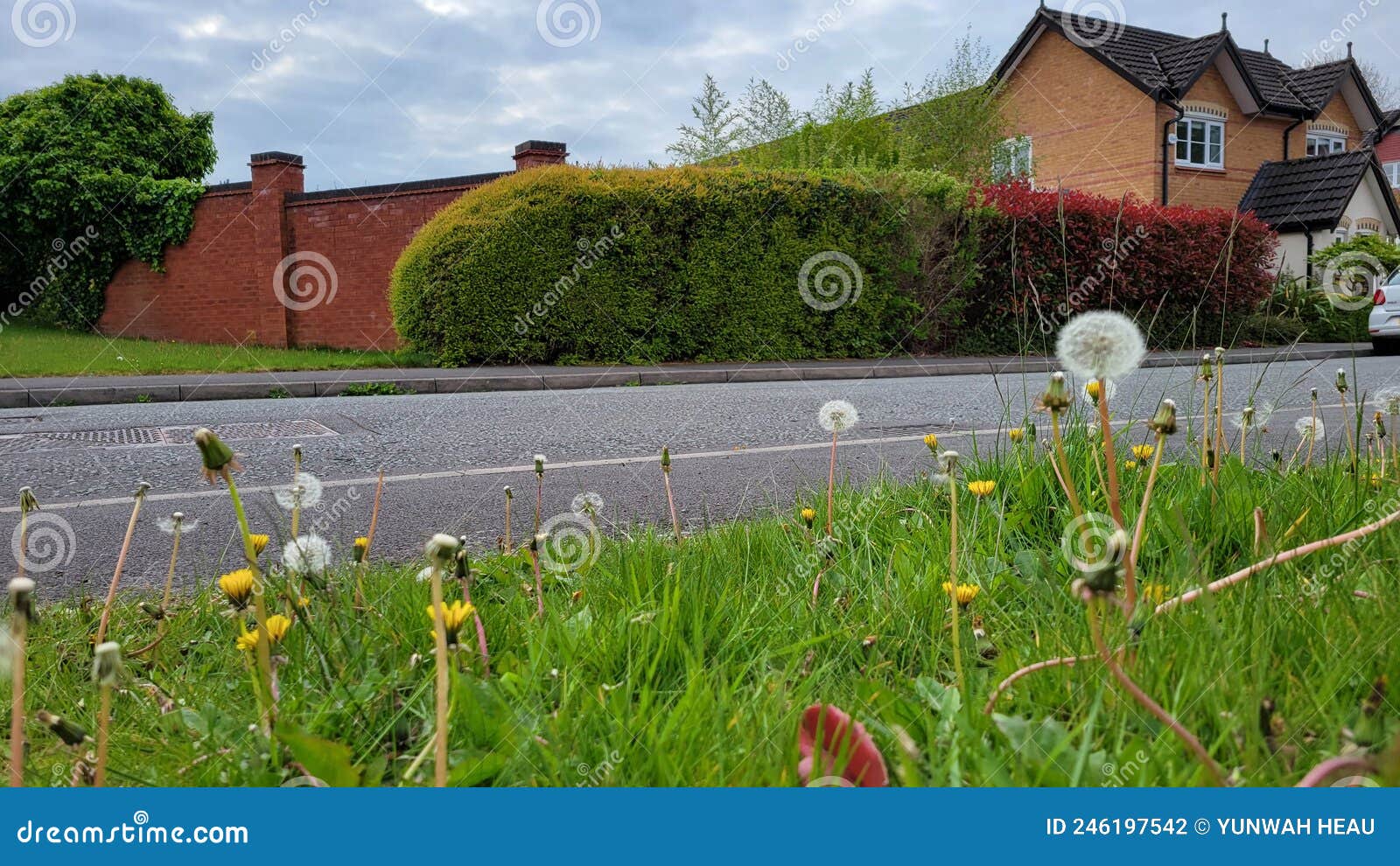 What a amazing dandelion stock photo. Image of flower - 246197542