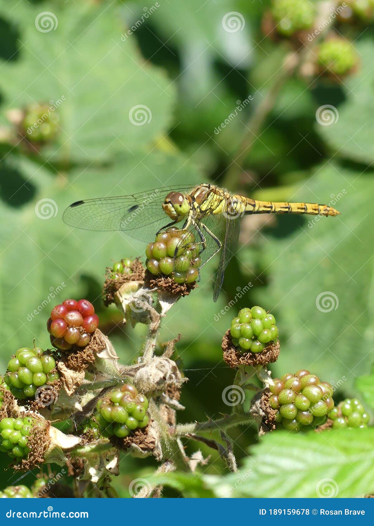 What a beautiful dragonfly stock photo. Image of dragonfly - 189159678