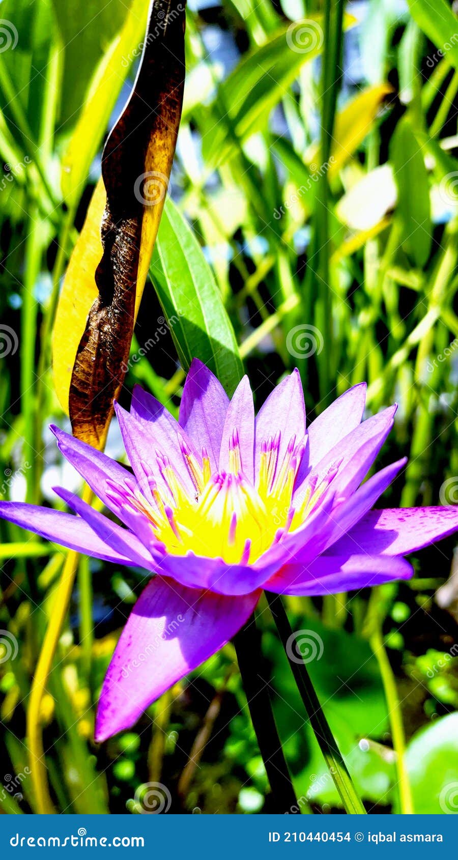 What a beautiful flower stock photo. Image of beautiful - 210440454