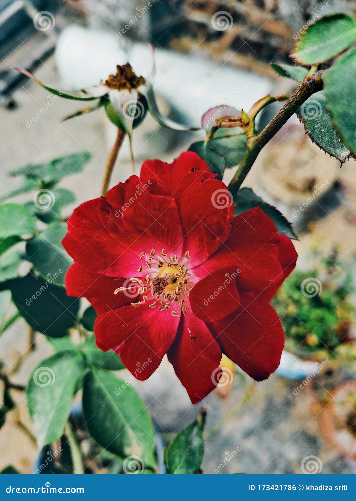 What a Beautiful Gold Rose Flower Stock Photo - Image of flower, rose ...