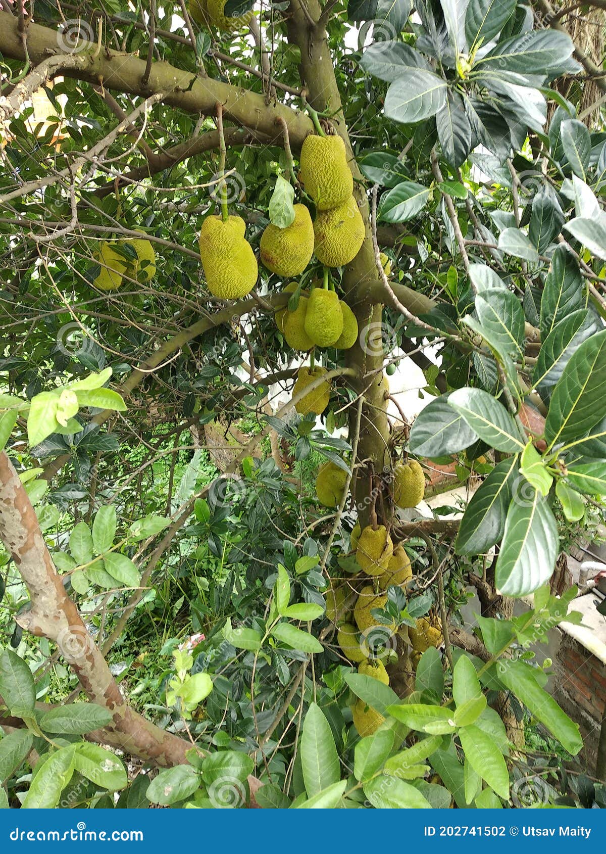 What a Beautiful Jackfruit Tree Stock Photo - Image of vegetable ...