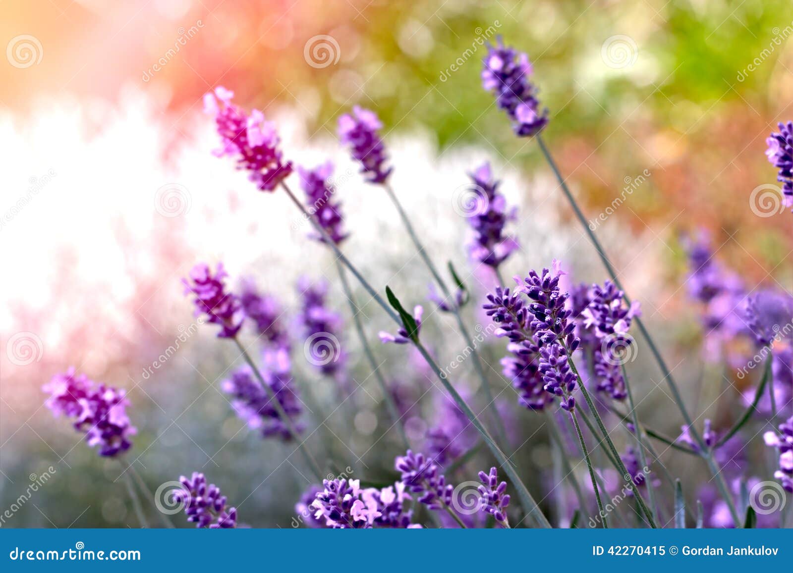 What a beautiful lavender stock image. Image of flowering - 42270415
