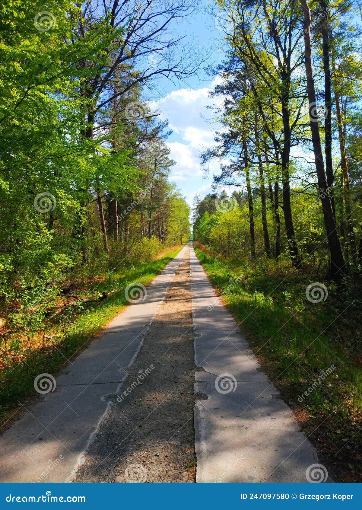 What a beautiful May! stock photo. Image of tree, forest - 247097580