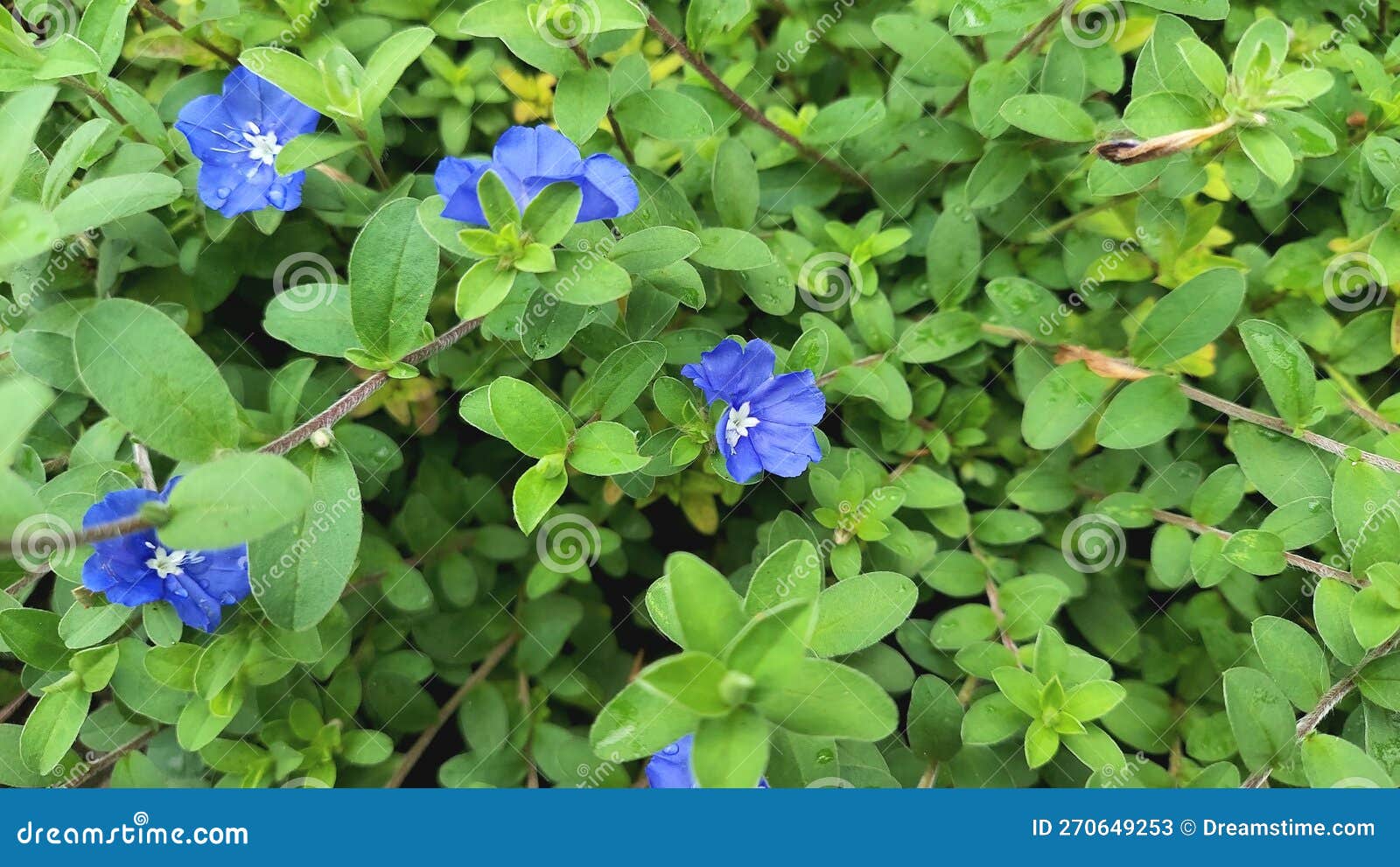 The Evolvulus Glomeratus stock image. Image of bloomy - 270649253