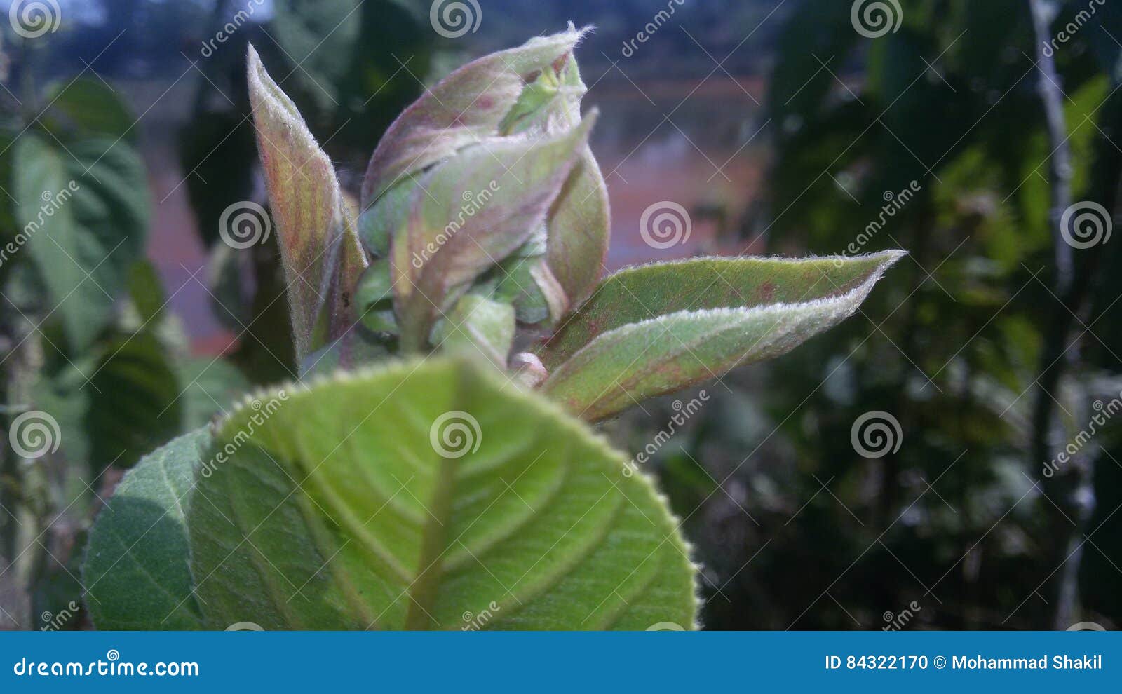 What a beautiful scence!!! stock photo. Image of branch - 84322170
