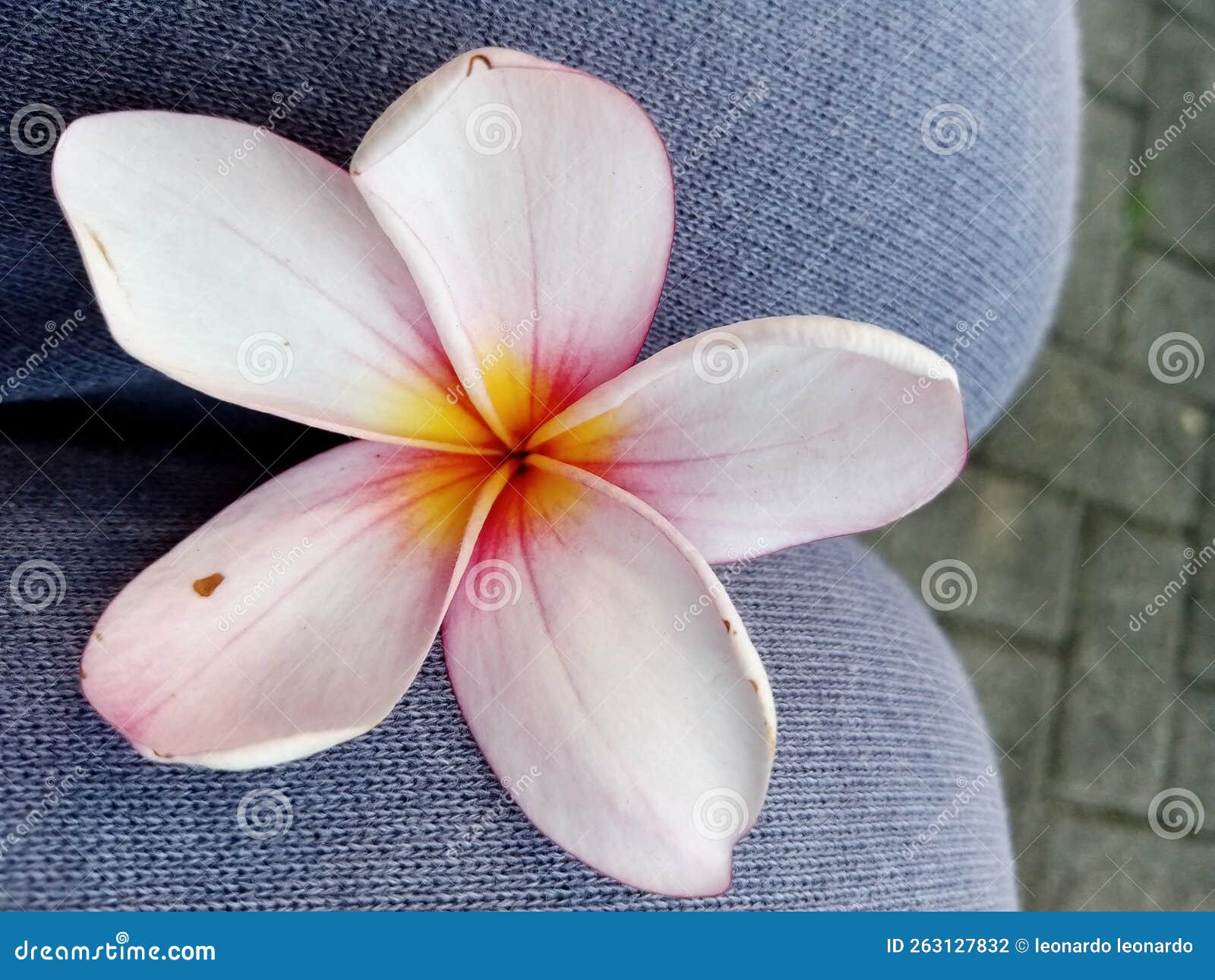 What a Beautiful Three-colored Frangipani Flower that Has Bloomed Stock ...