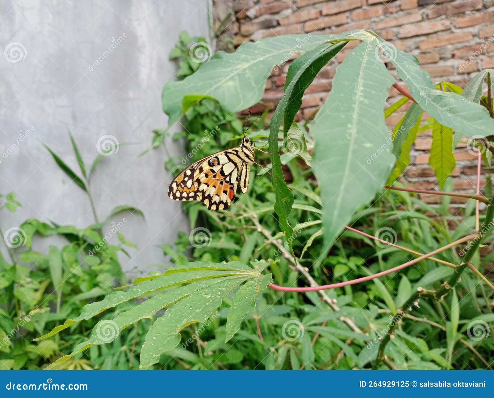 What a Beautiful Winged Creature Stock Image - Image of insect, plant ...