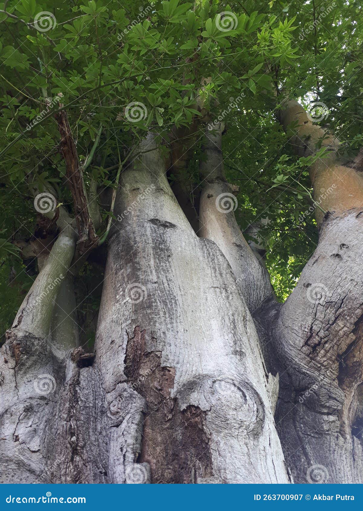 Old tree in my backyard stock image. Image of green - 263700907
