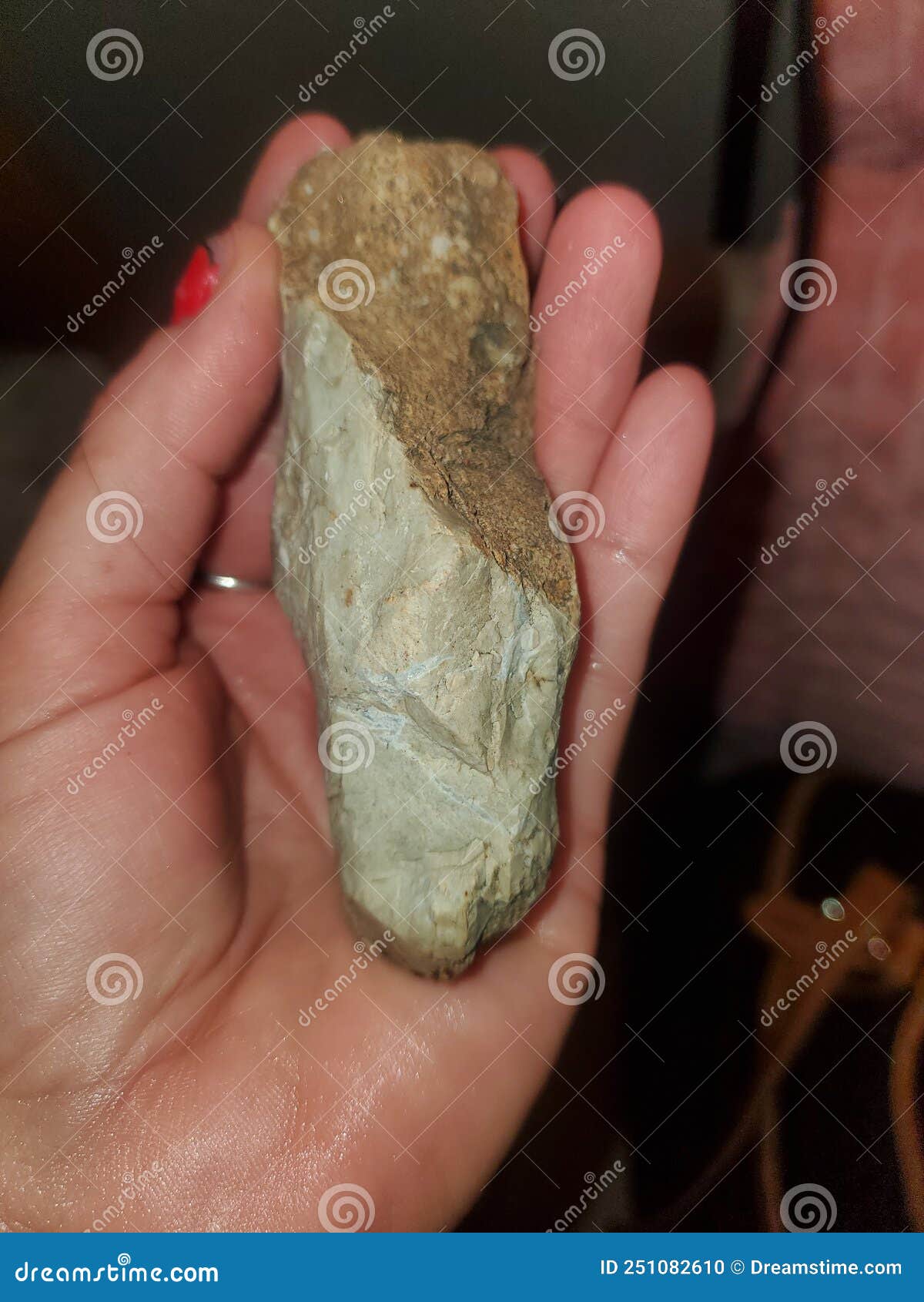 What is it Bone, Rock, Fossil Stock Photo - Image of animal, organ ...