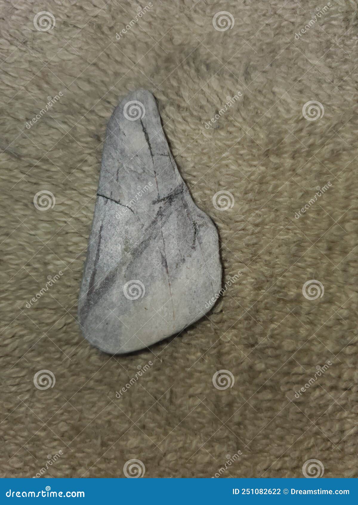 What is it Bone, Rock, Fossil Stock Photo - Image of head, limb: 251082622
