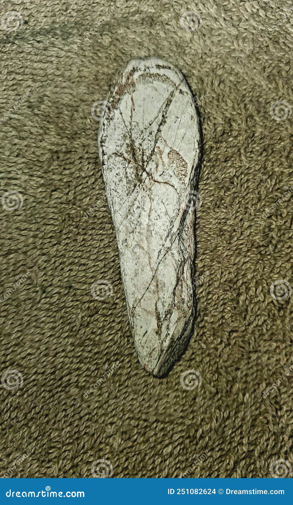 What is it Bone, Rock, Fossil Stock Photo - Image of head, limb: 251082624