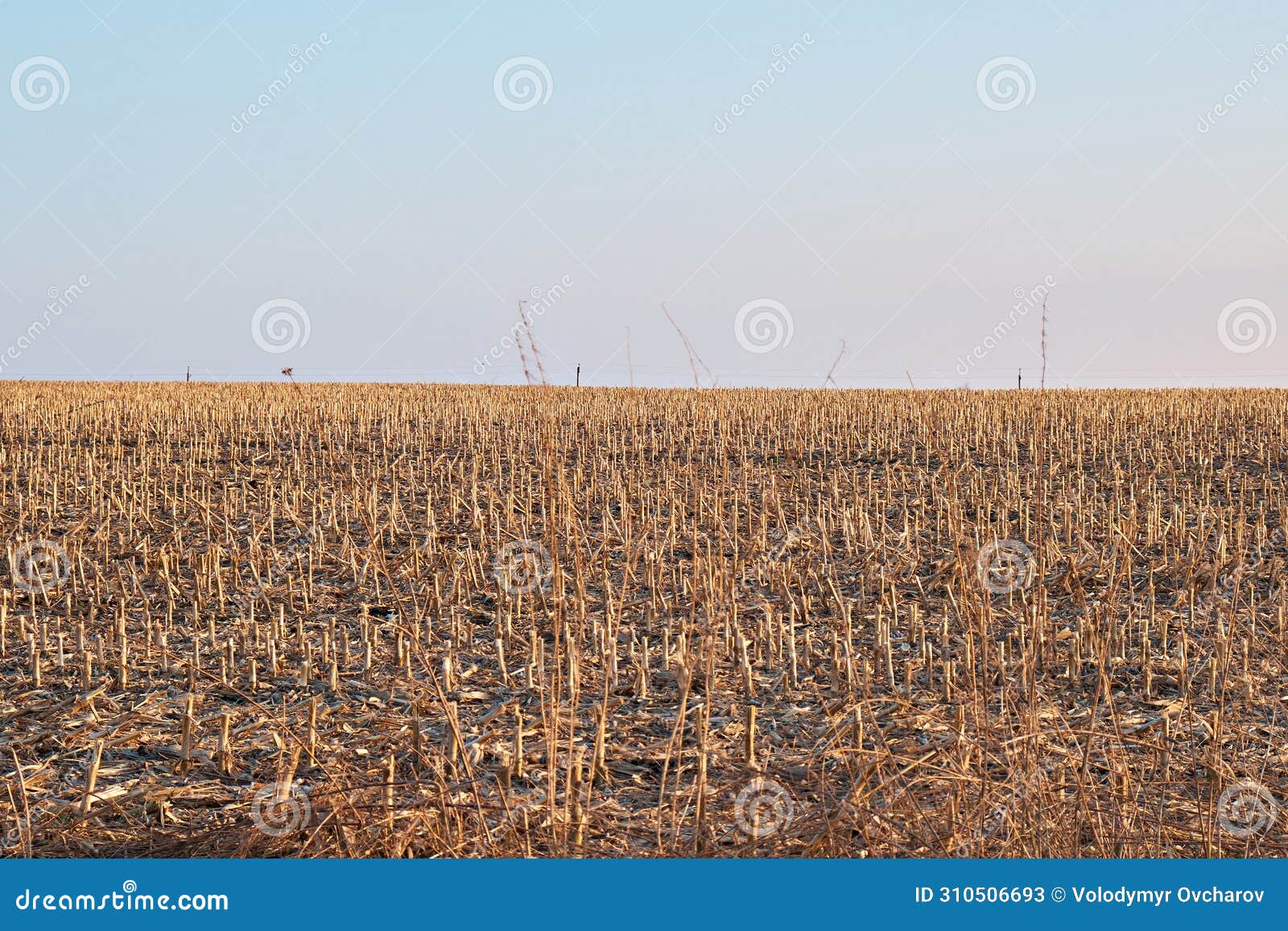 This is What a Cornfield Looks Like after Harvesting. Selective Focus ...