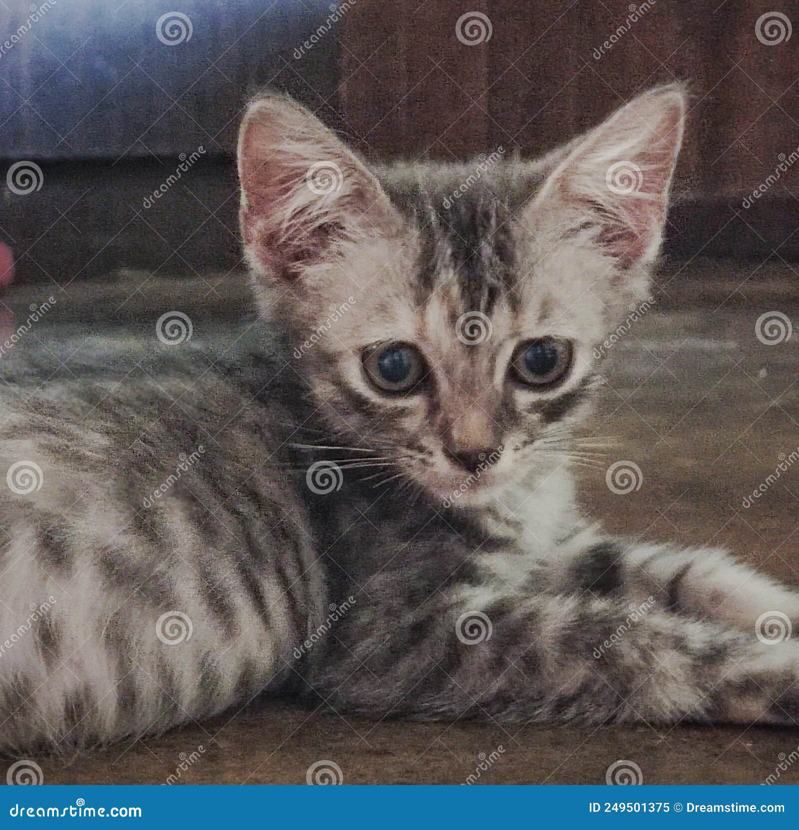 What a Cute Kitten with a Disgusting Face Stock Image - Image of ...