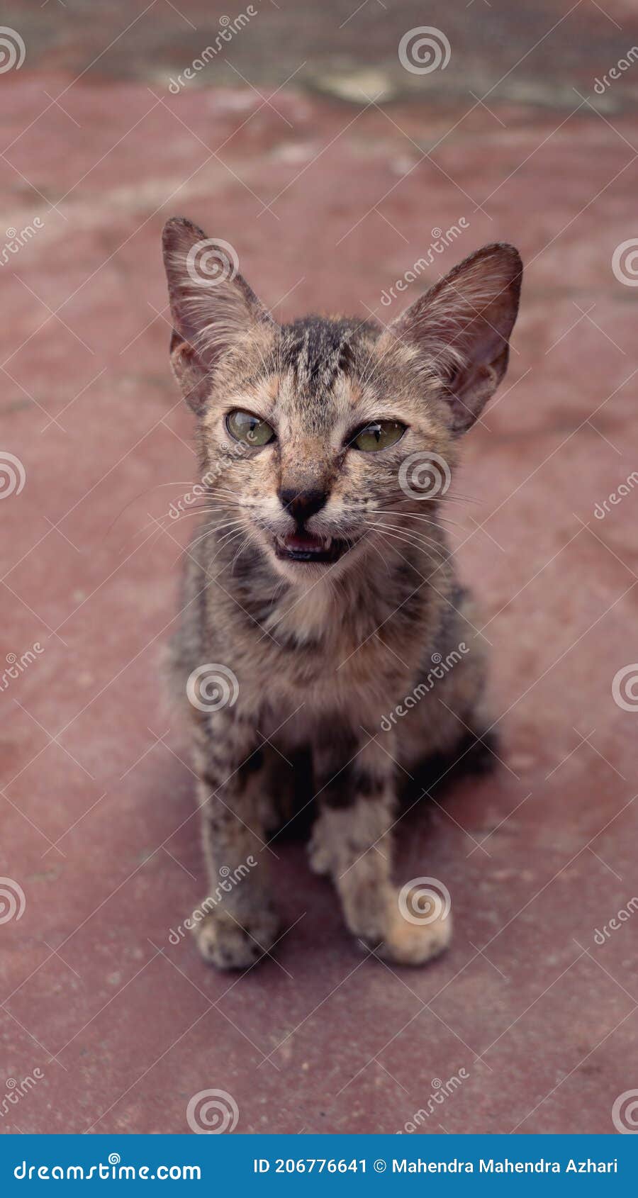 What a Cute Kitty, she is Meowing Stock Image - Image of meowing, snout ...