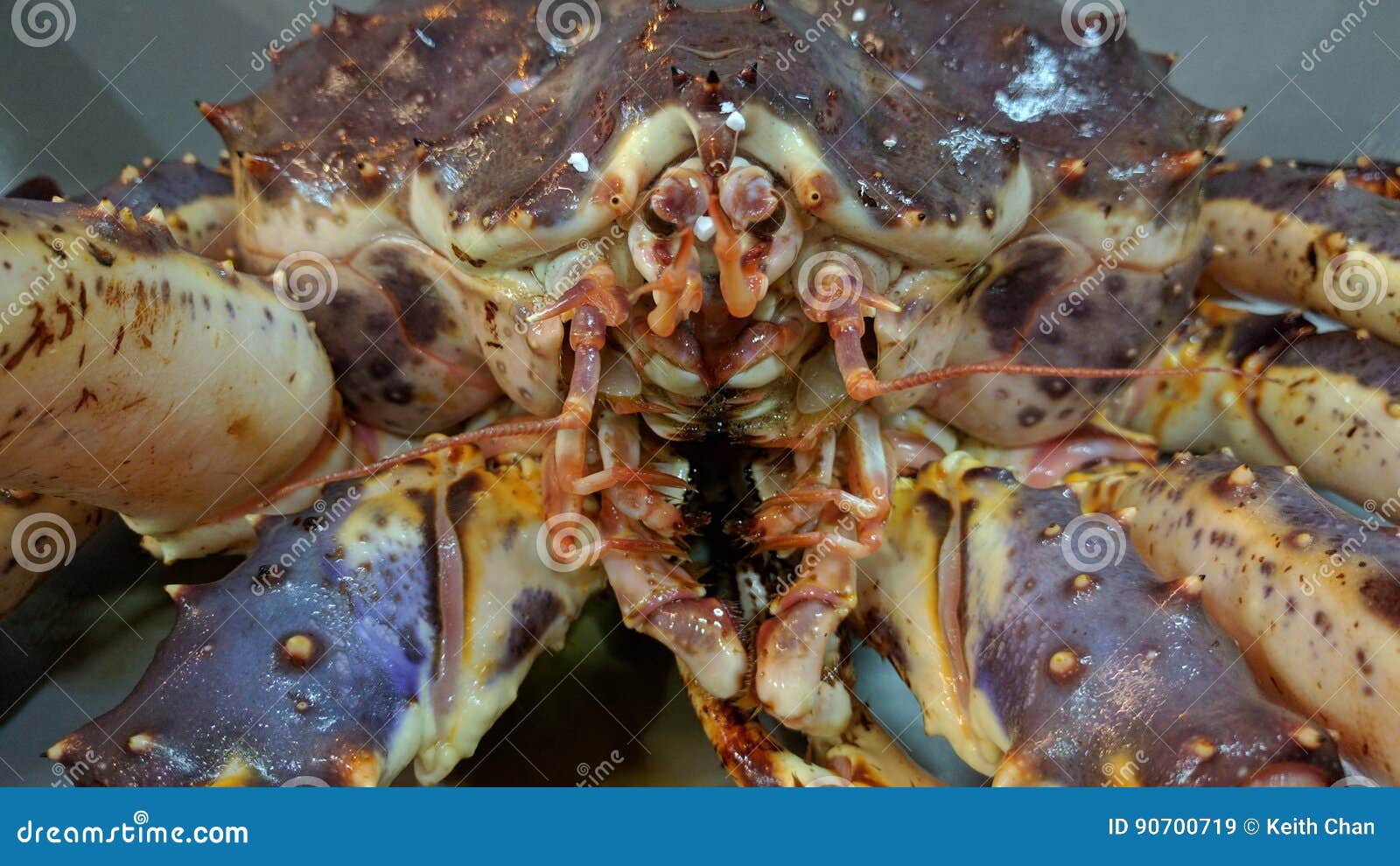 What Do You Think ? Alien or Crab Stock Image - Image of think, crab ...