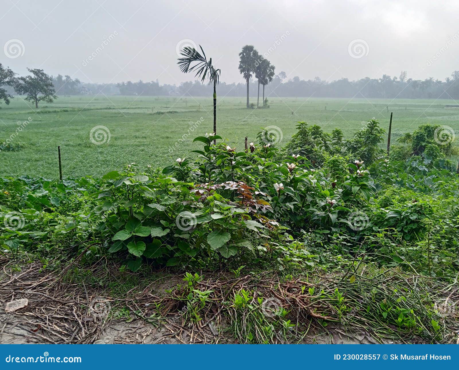 Green paddy tree stock image. Image of vegetation, agriculture - 230028557