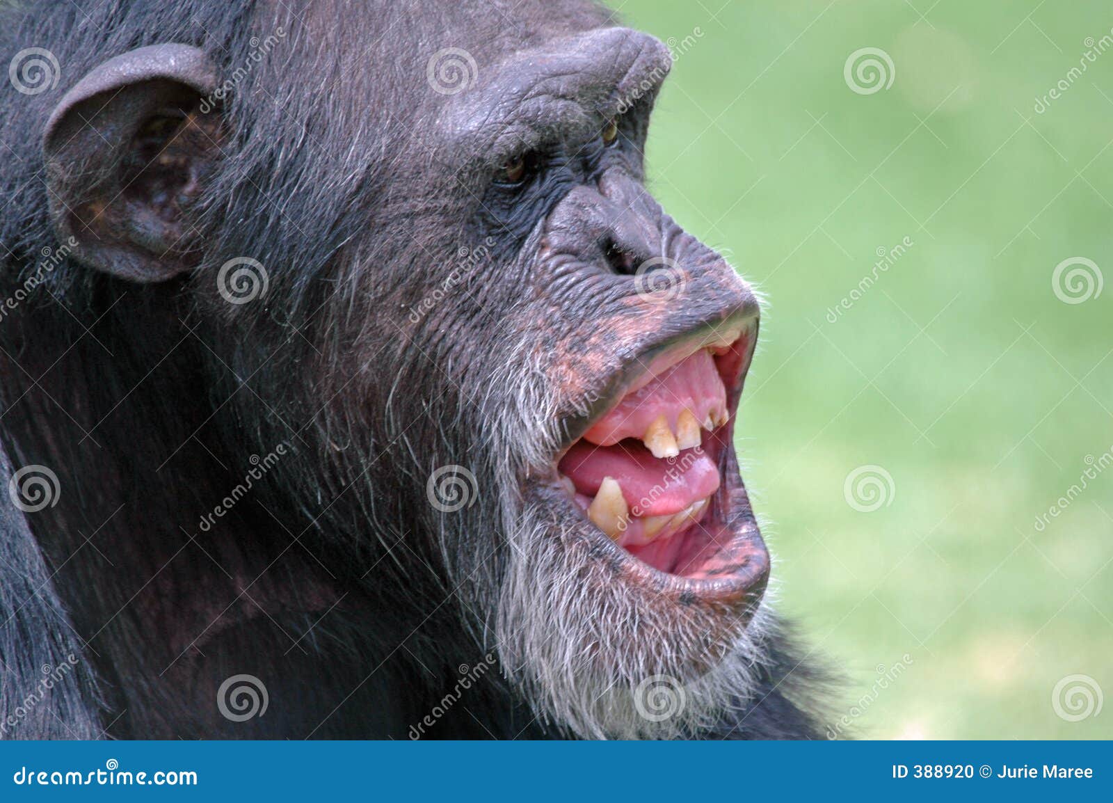 What a face! stock photo. Image of portrait, mammal, africa - 388920