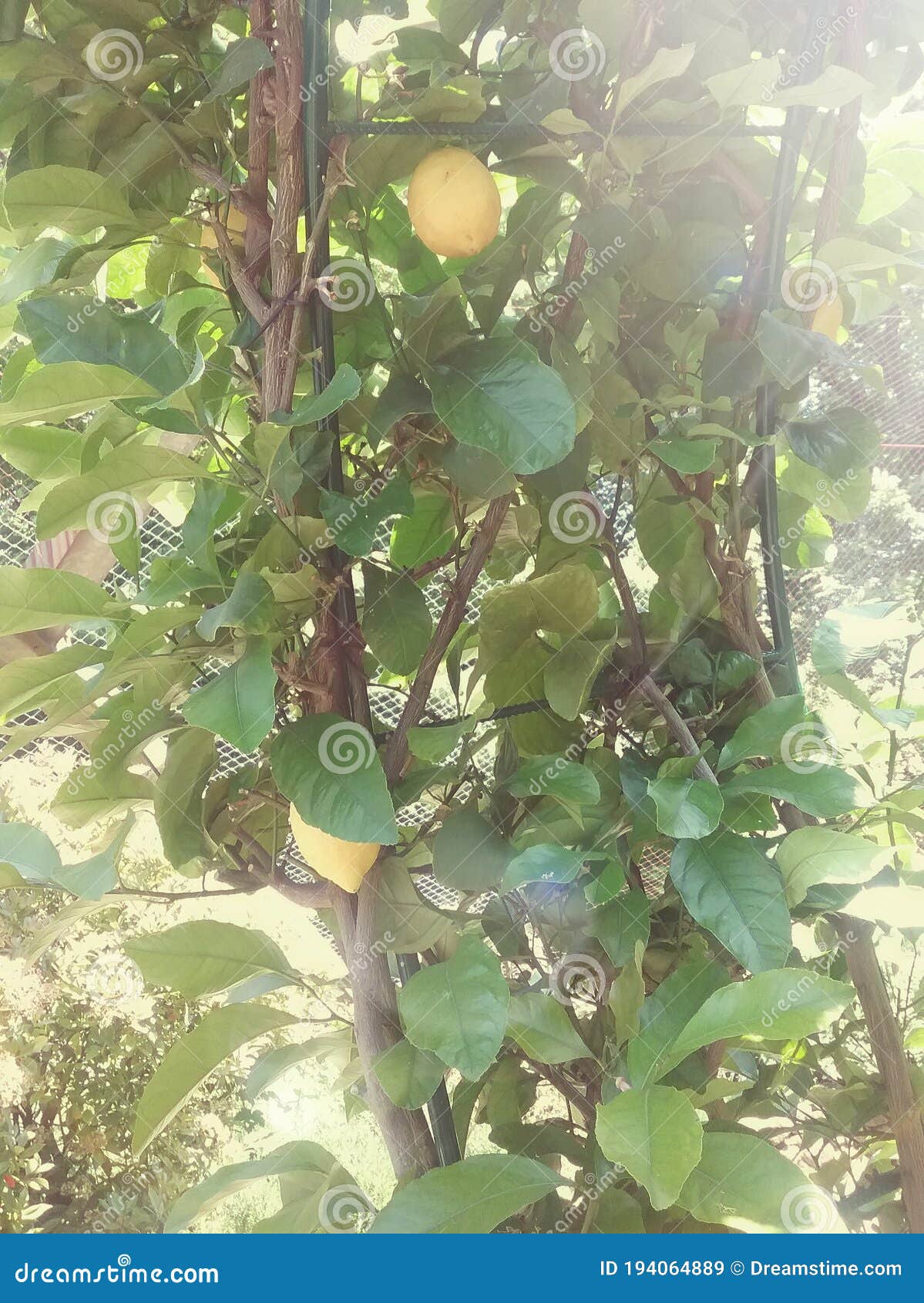 What a Freshly Pick of Lemon Stock Image - Image of summer, plant ...