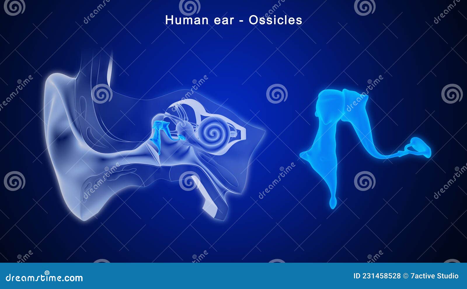 Internal Auditory Meatus Wikipedia