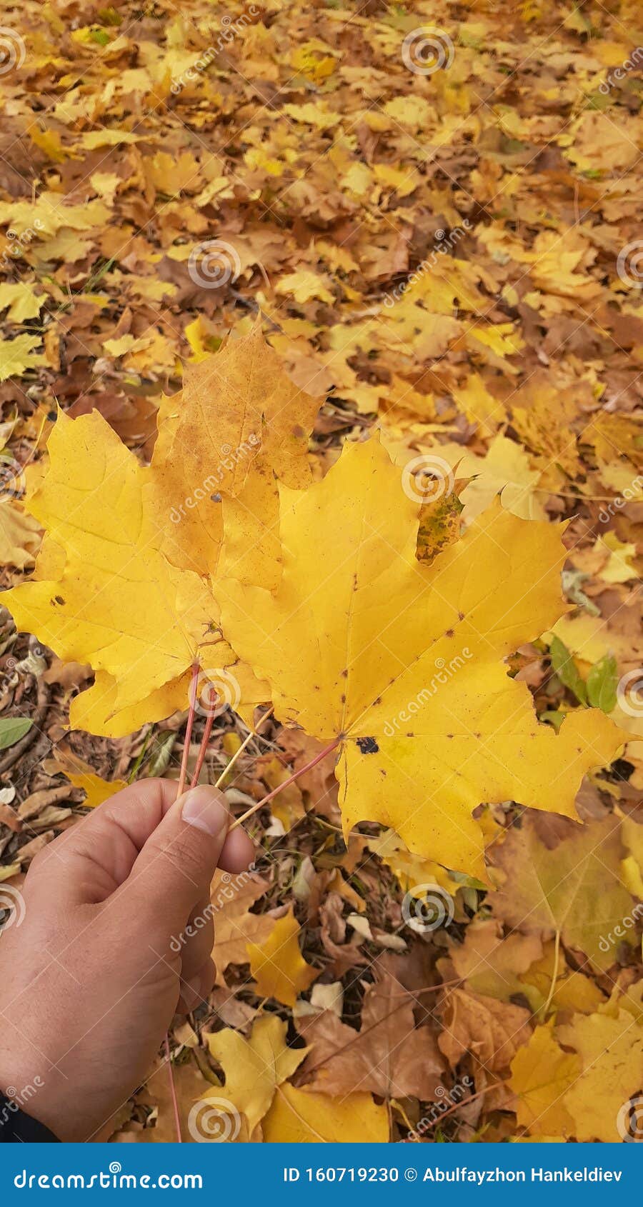 What great the autumn stock photo. Image of gettheenjoy - 160719230