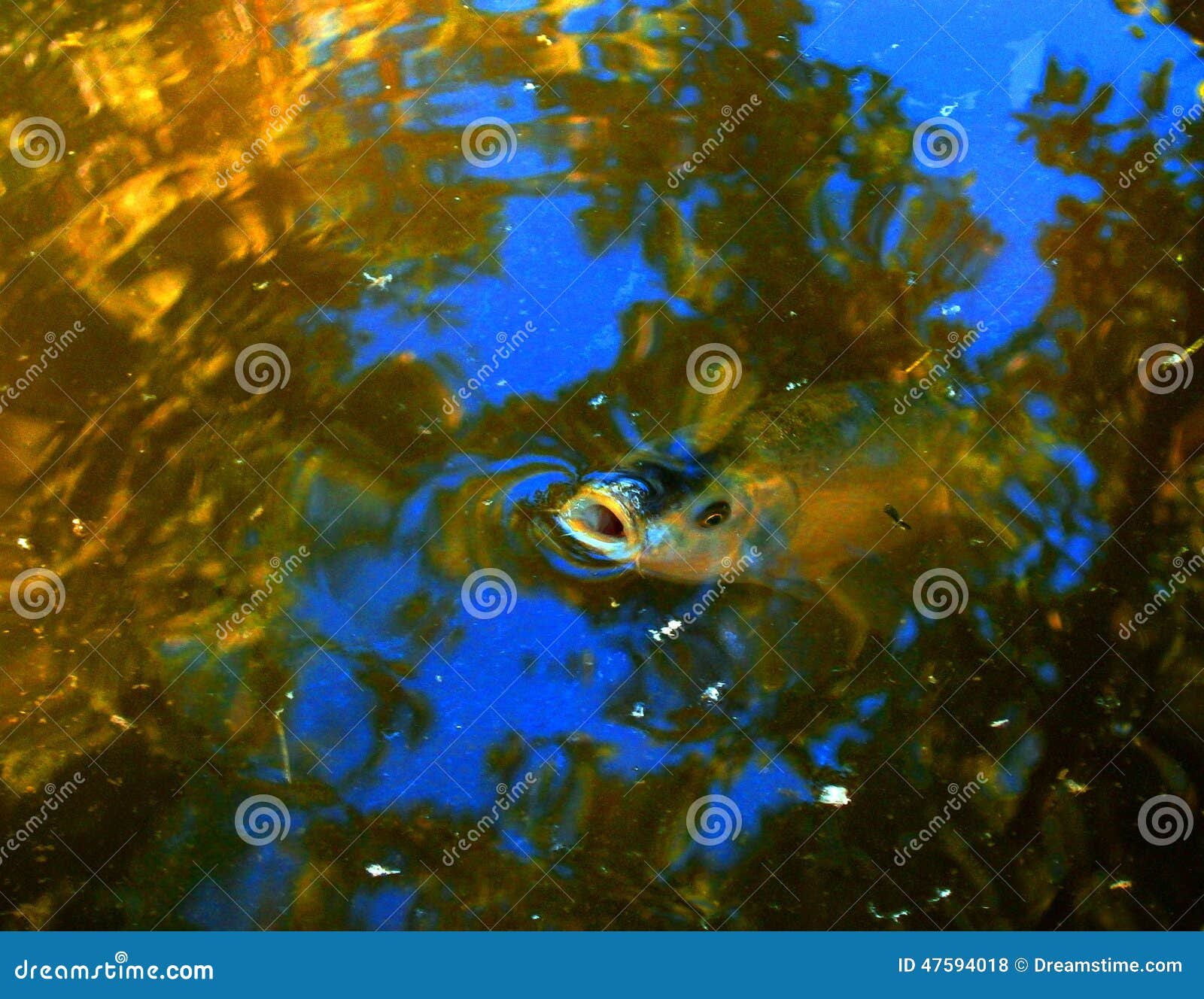 What is Happening on the Water Surface? Stock Photo - Image of lake ...