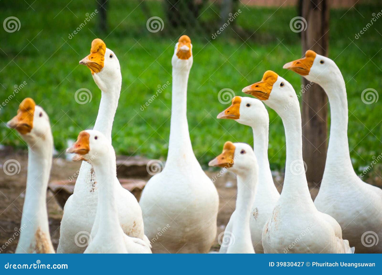 What are they looking at? stock image. Image of mouth - 39830427