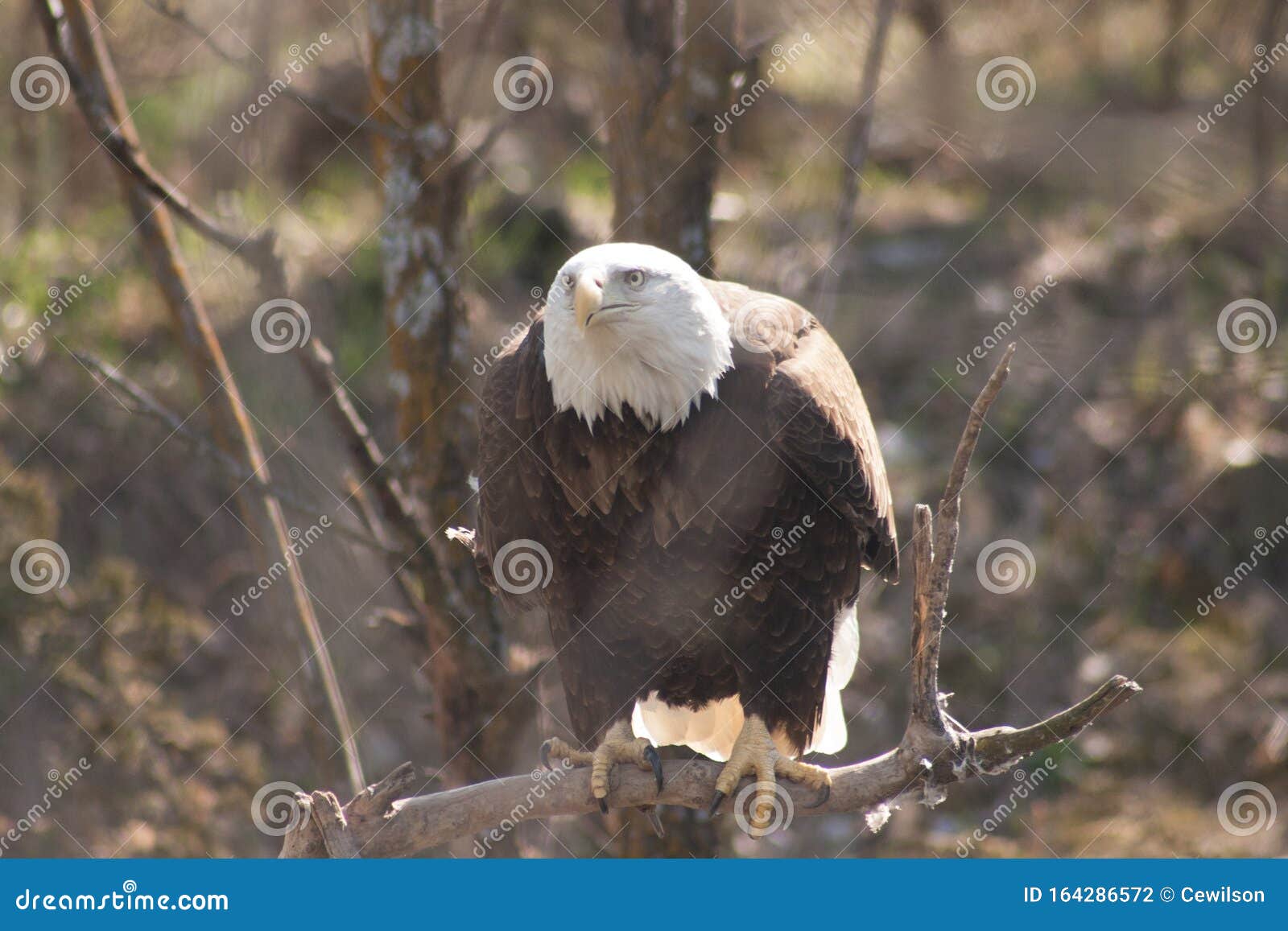 Bald Eagle Looking Forward stock photo. Image of nebraska - 164286572