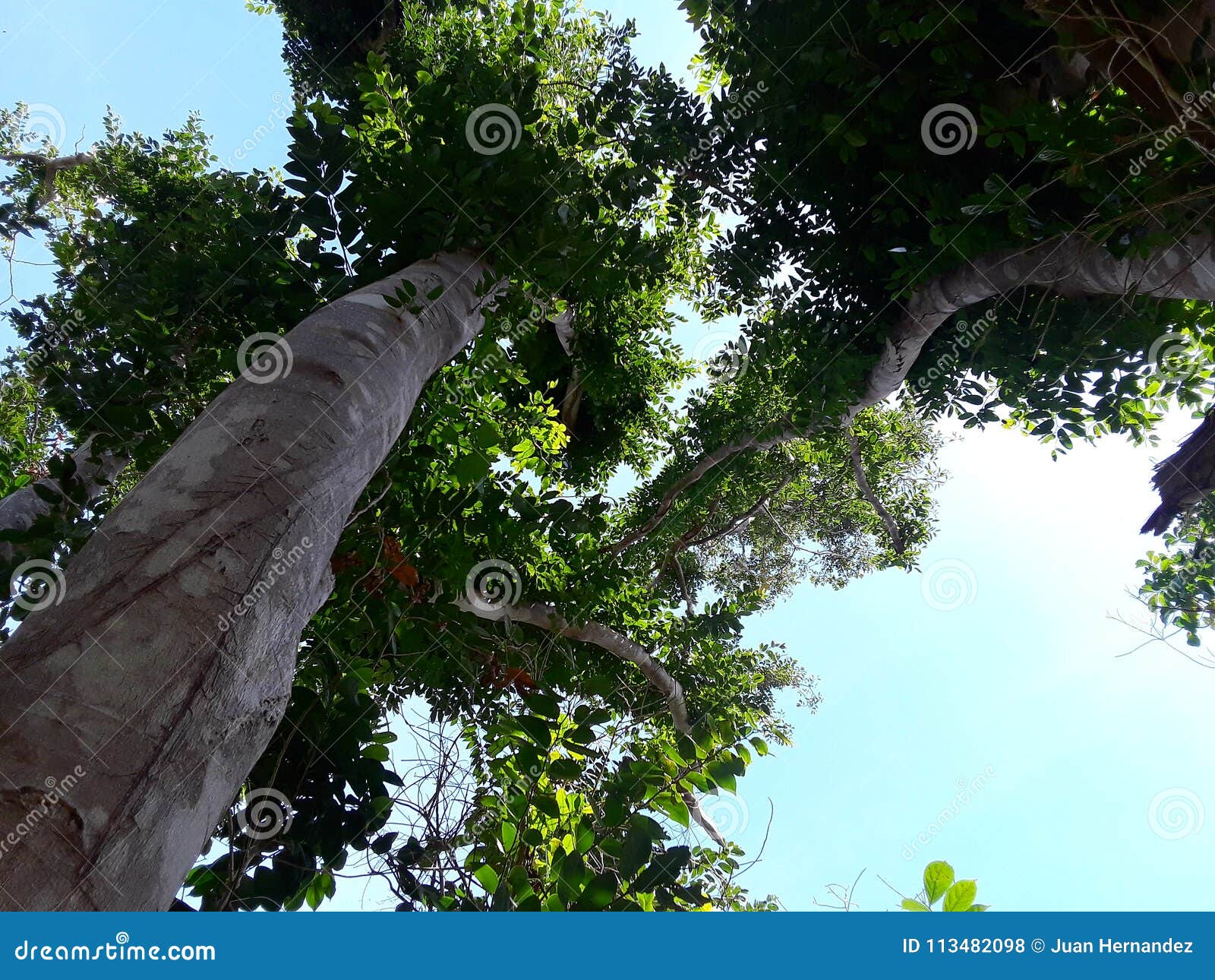 Very Tall Trees from the Ground Stock Photo - Image of ground, orange ...
