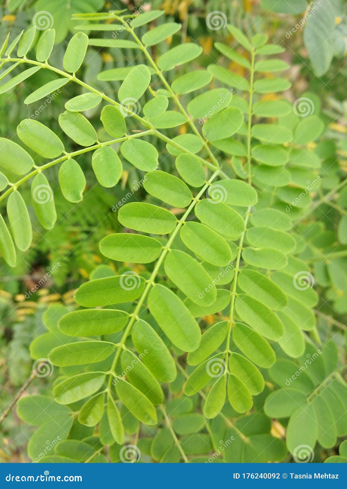 What Nice Leaf it is! Wow Nice Stock Photo - Image of marogold, flower ...