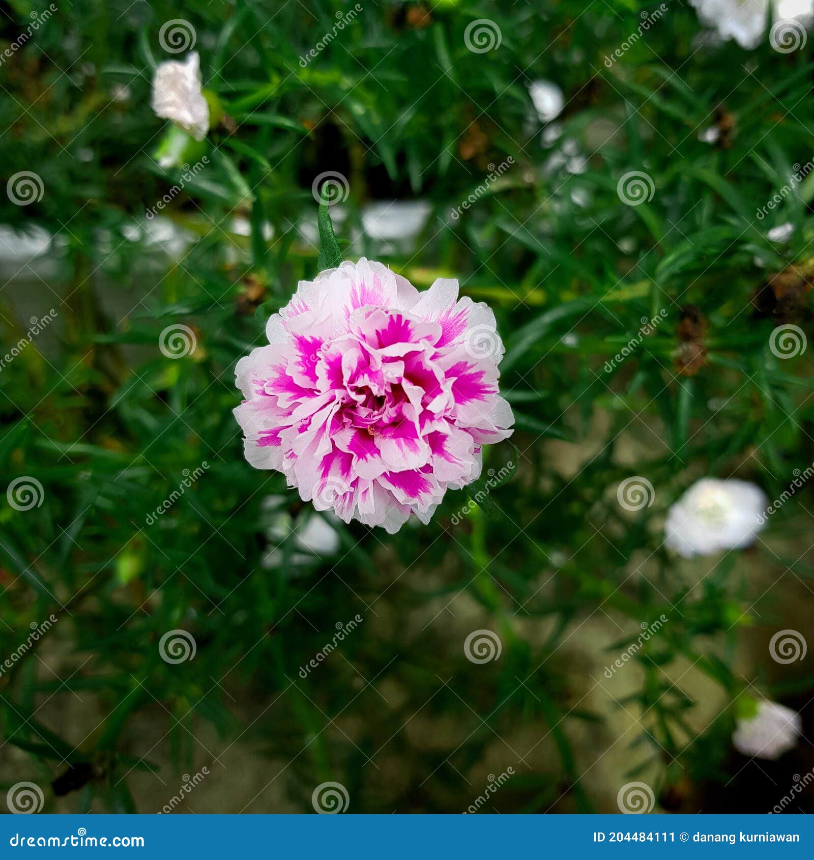 What a Pretty Little Flower Stock Image - Image of bunga, pretty: 204484111