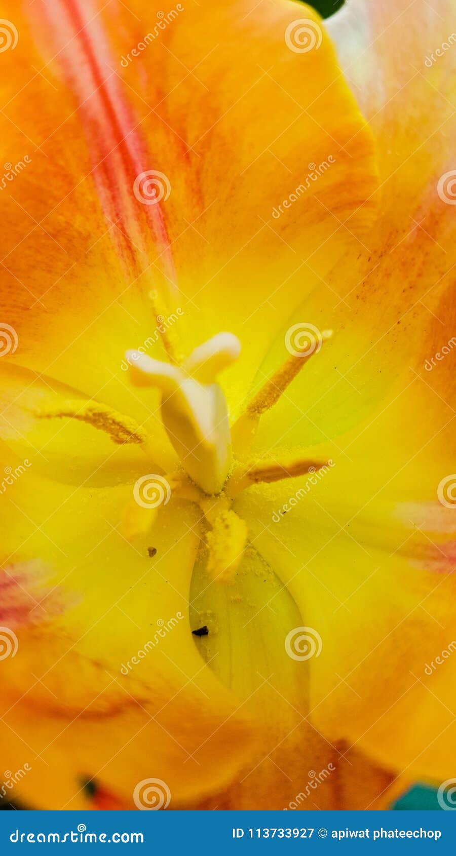 Pollen of yellow tulip stock image. Image of pretty - 113733927