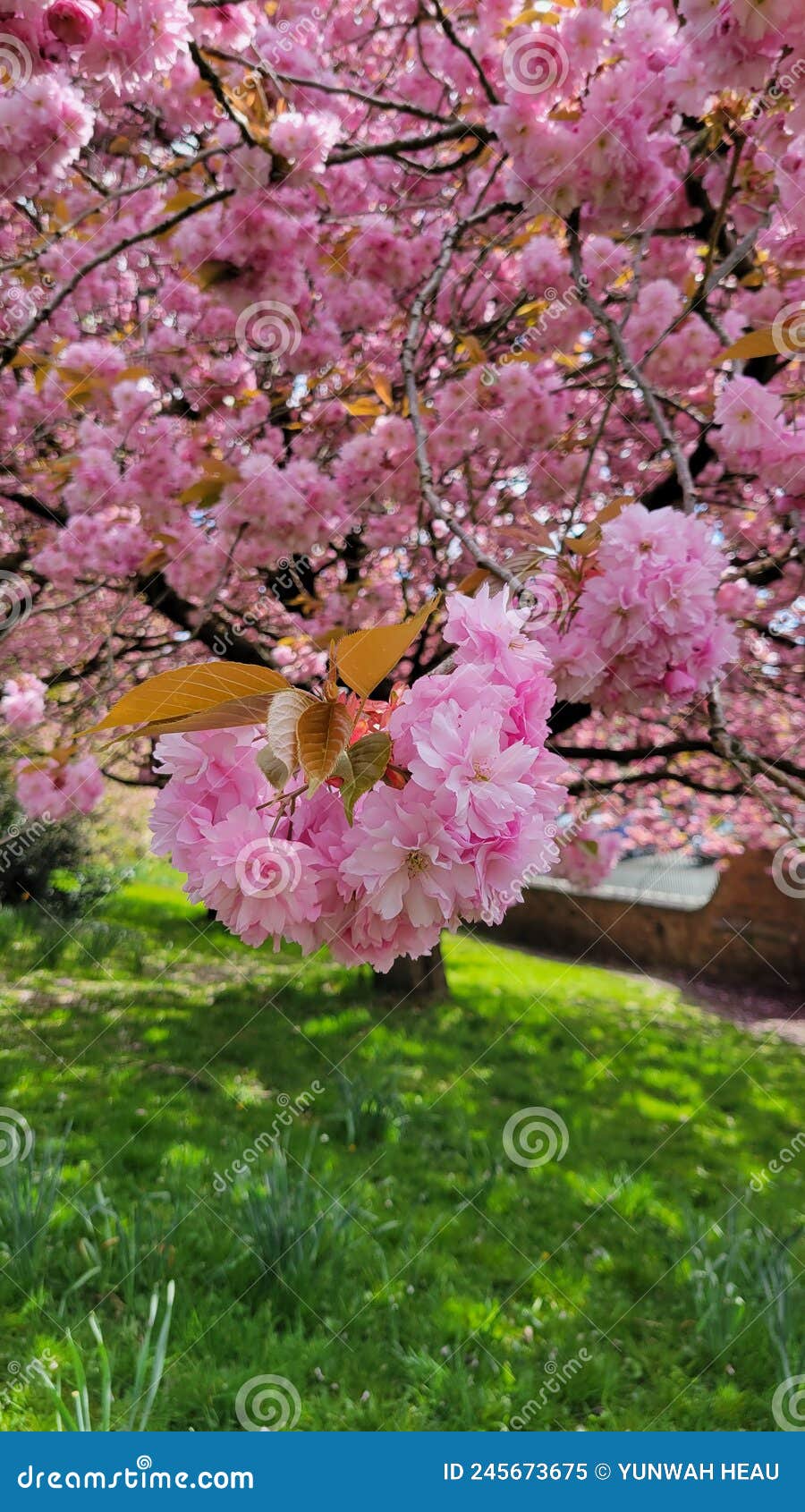 What a pretty sakura stock image. Image of pretty, tree - 245673675