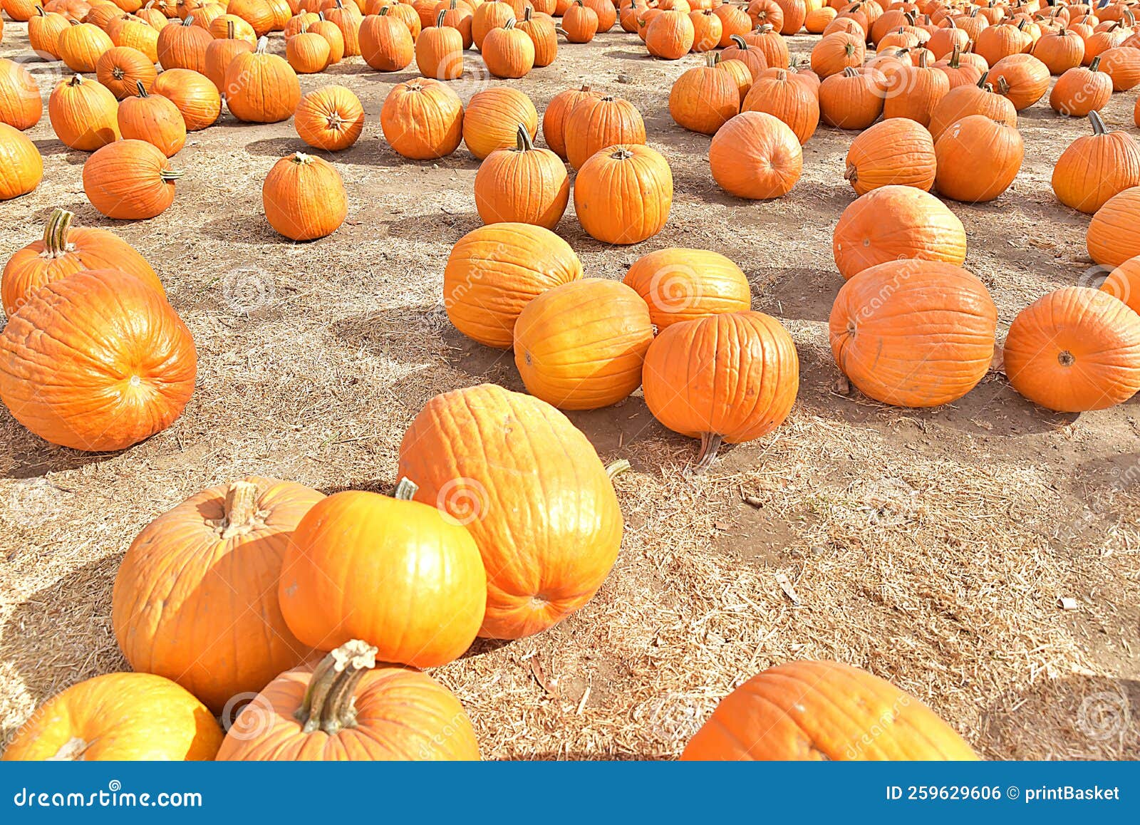 Pumpkin Patching Time stock photo. Image of pumpkins - 259629606