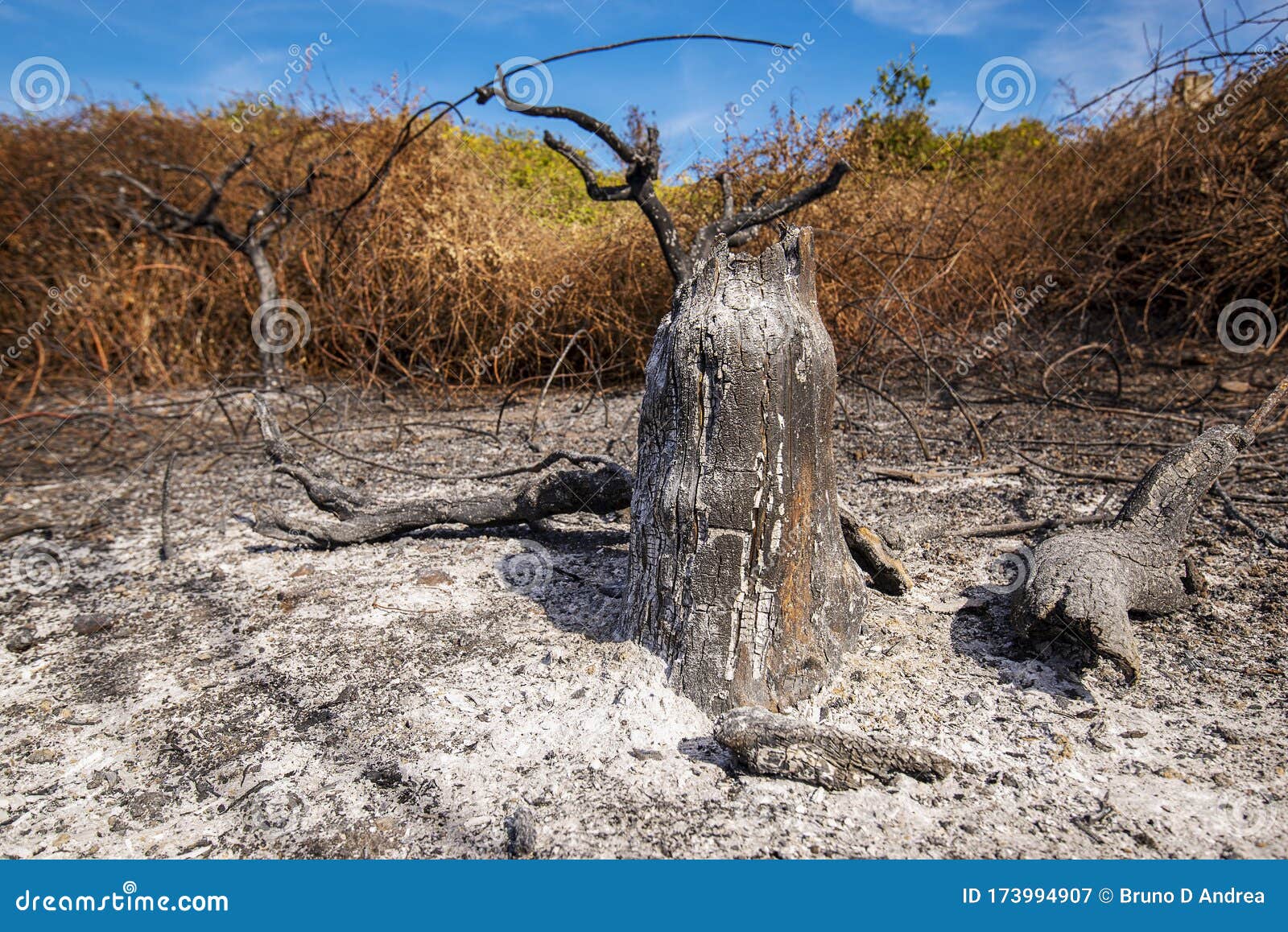 What Remains of an Orange Tree Burned by Fire Stock Image - Image of ...