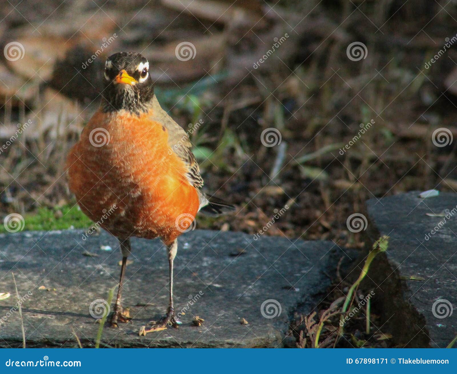 What! Robin stock image. Image of breast, black, bird - 67898171