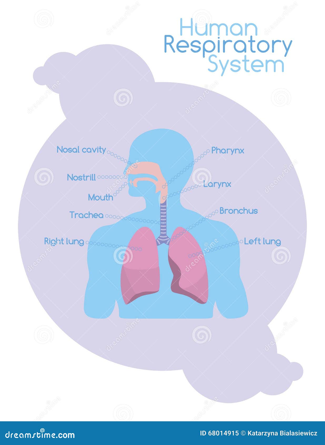 What S Inside Human Respiratory System Stock Illustration ...
