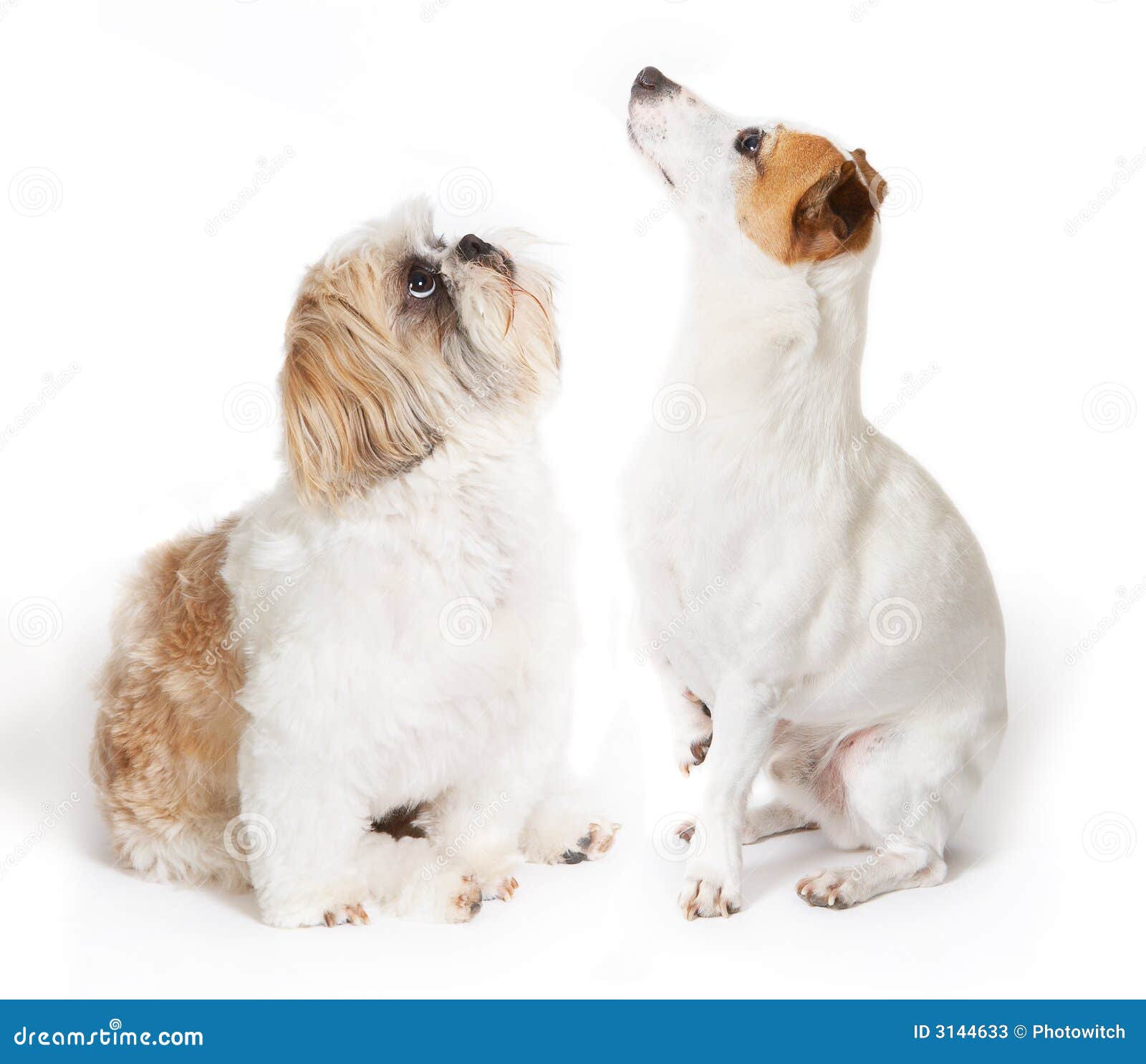 What s up stock image. Image of pets, begging, eyes, russell - 3144633