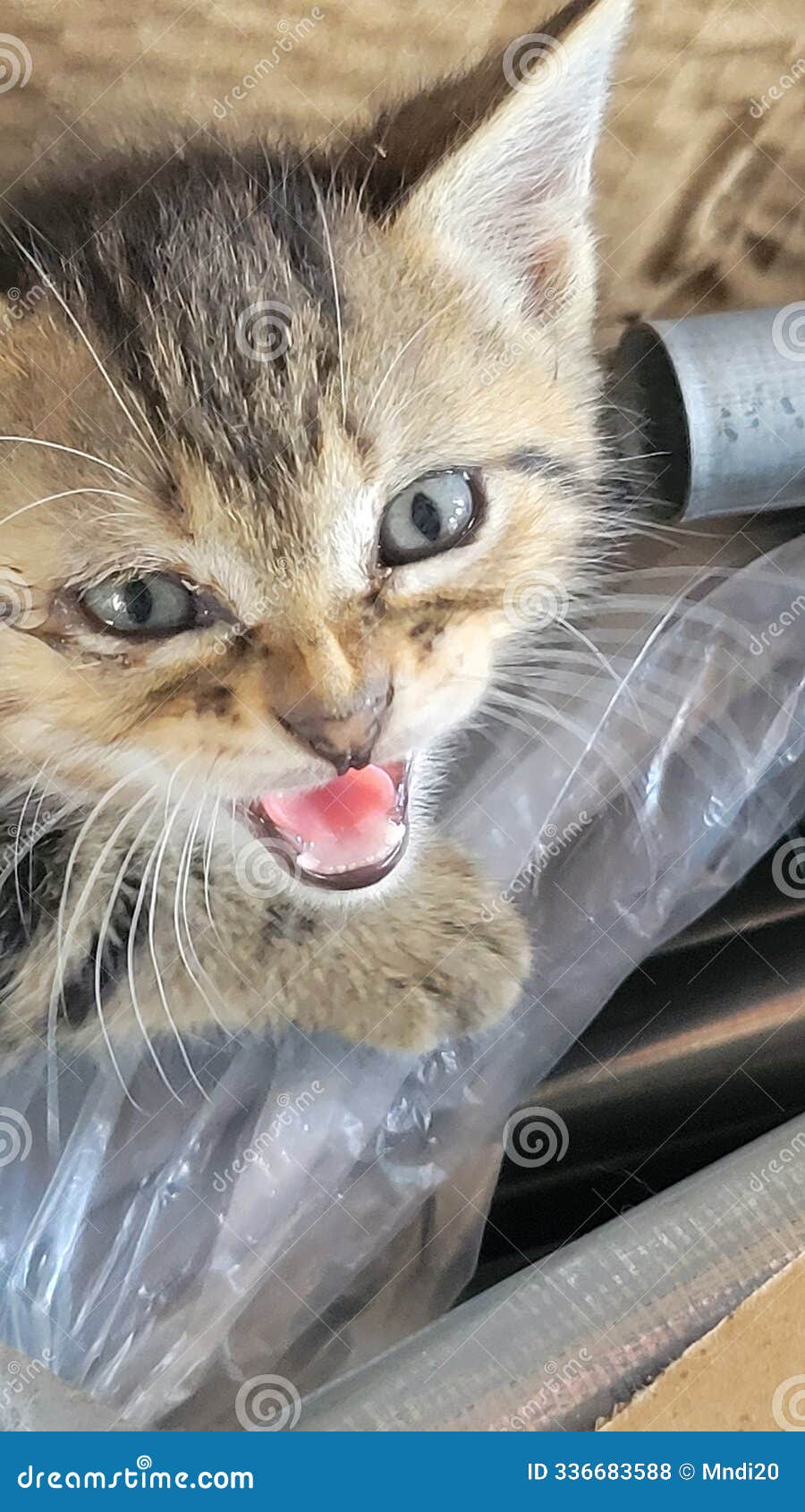 What a Spicy kitty stock photo. Image of animal, whiskers - 336683588