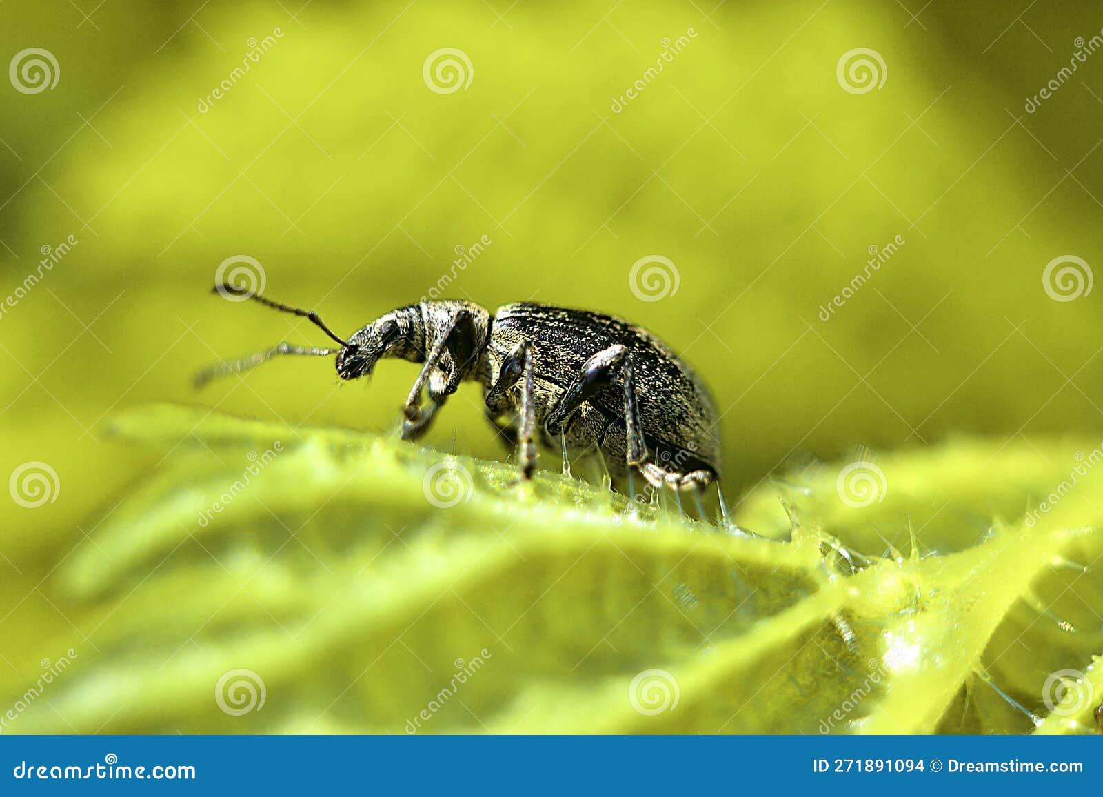 Funny Insect Basking Stock Photos - Free & Royalty-Free Stock Photos ...