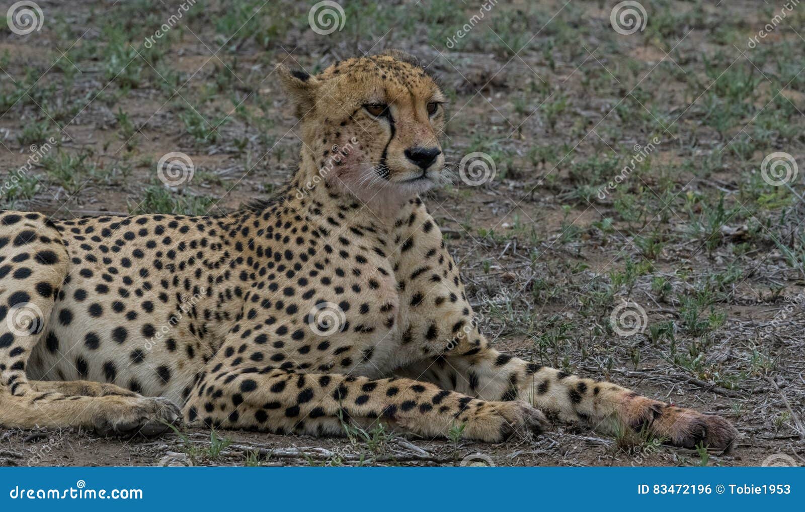 What is there? stock photo. Image of looking, staring - 83472196