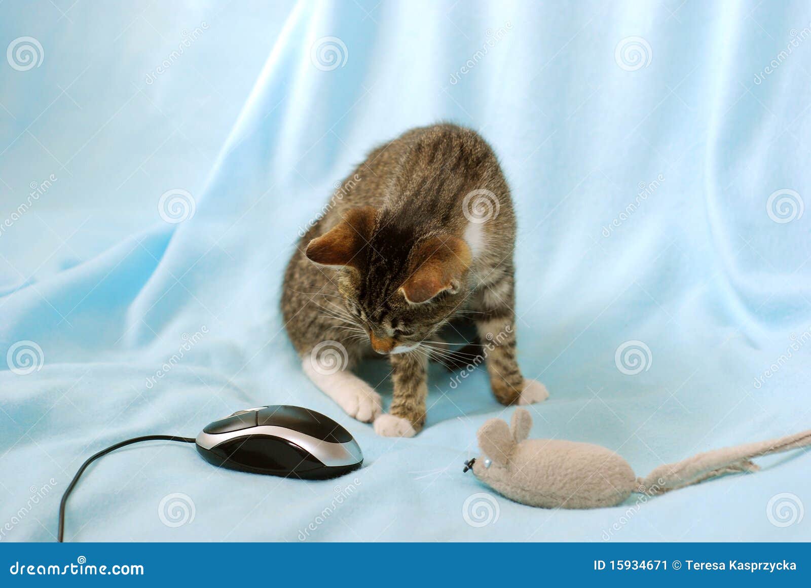 What too strange mouse ! stock image. Image of sweet - 15934671