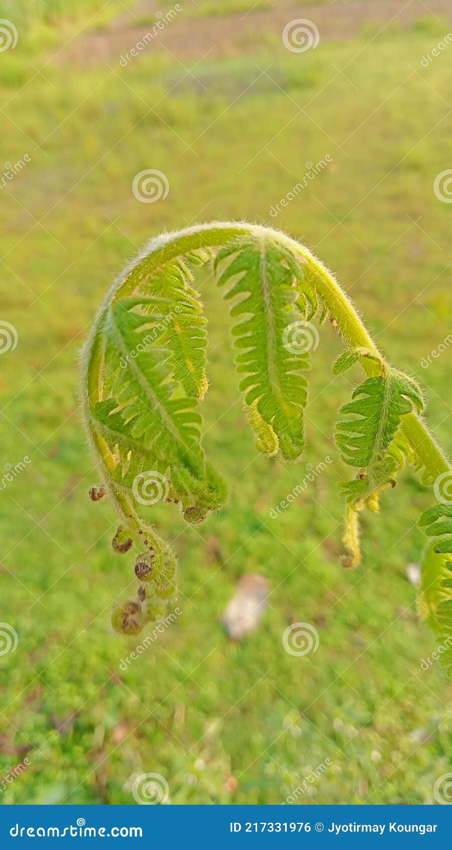 What is a Tree Fern: Different Fern Tree Types and Planting Tree Ferns ...