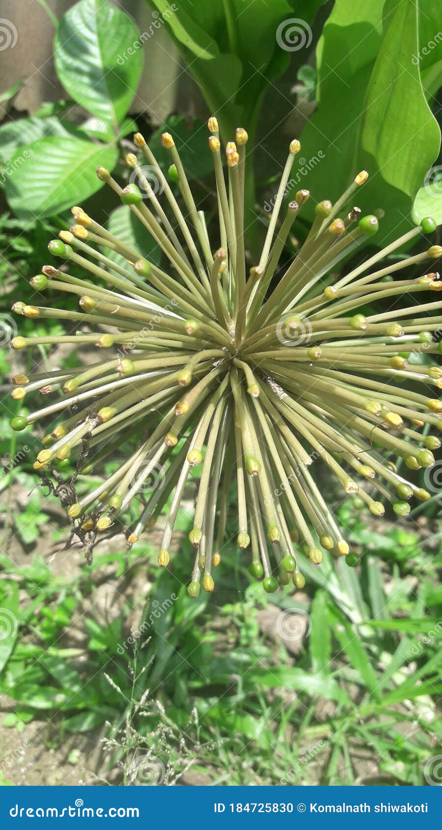 What a Wonderful Greenery of the Garden in Village Stock Photo - Image ...