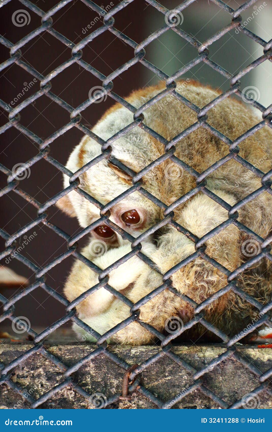Loris in the cage stock photo. Image of sadly, sadness - 32411288